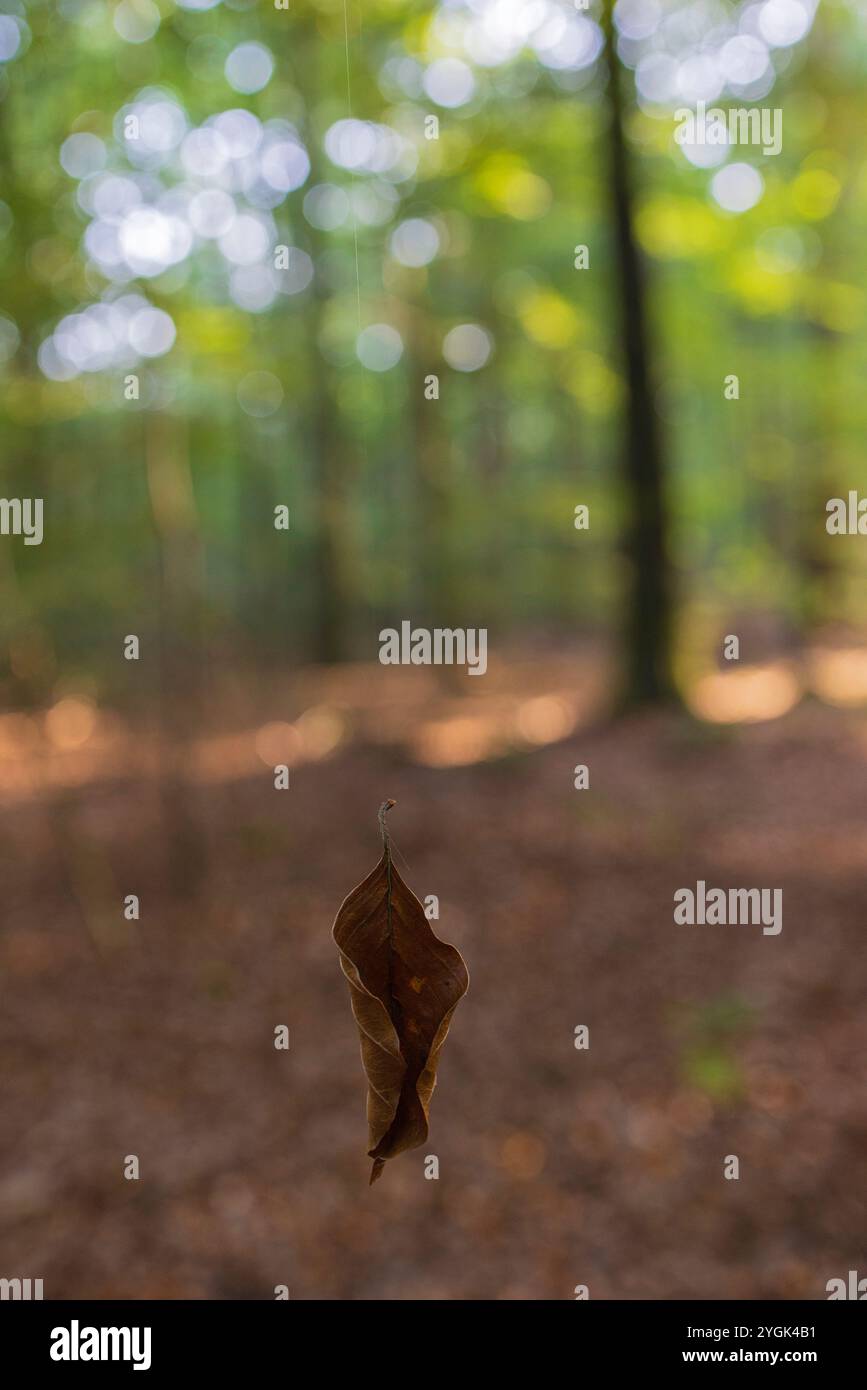 Leaf hanging on a plant Stock Photo - Alamy