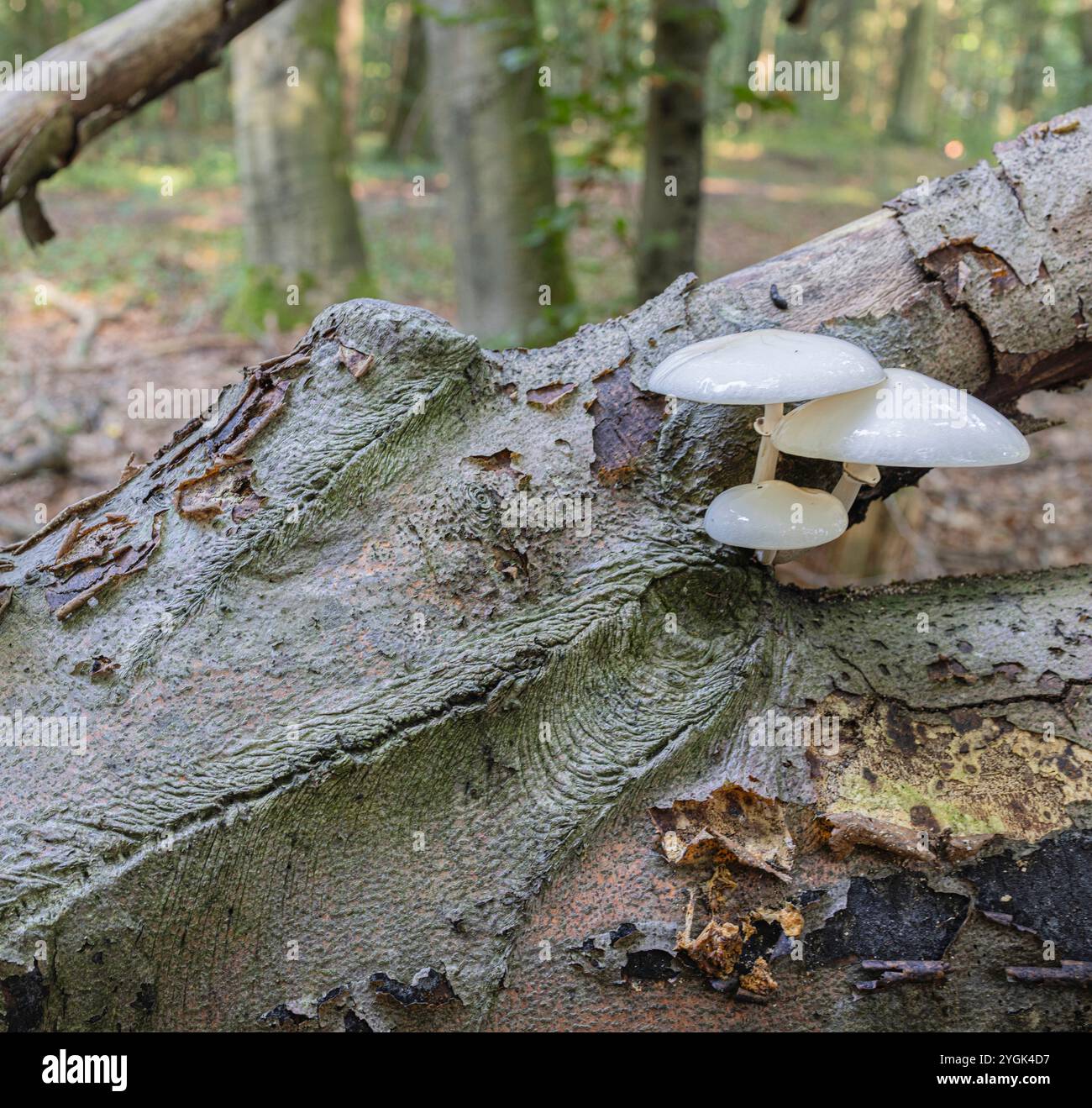 porcelain fungus (Oudemansiella mucida) on dead wood, Emsland, Lower ...