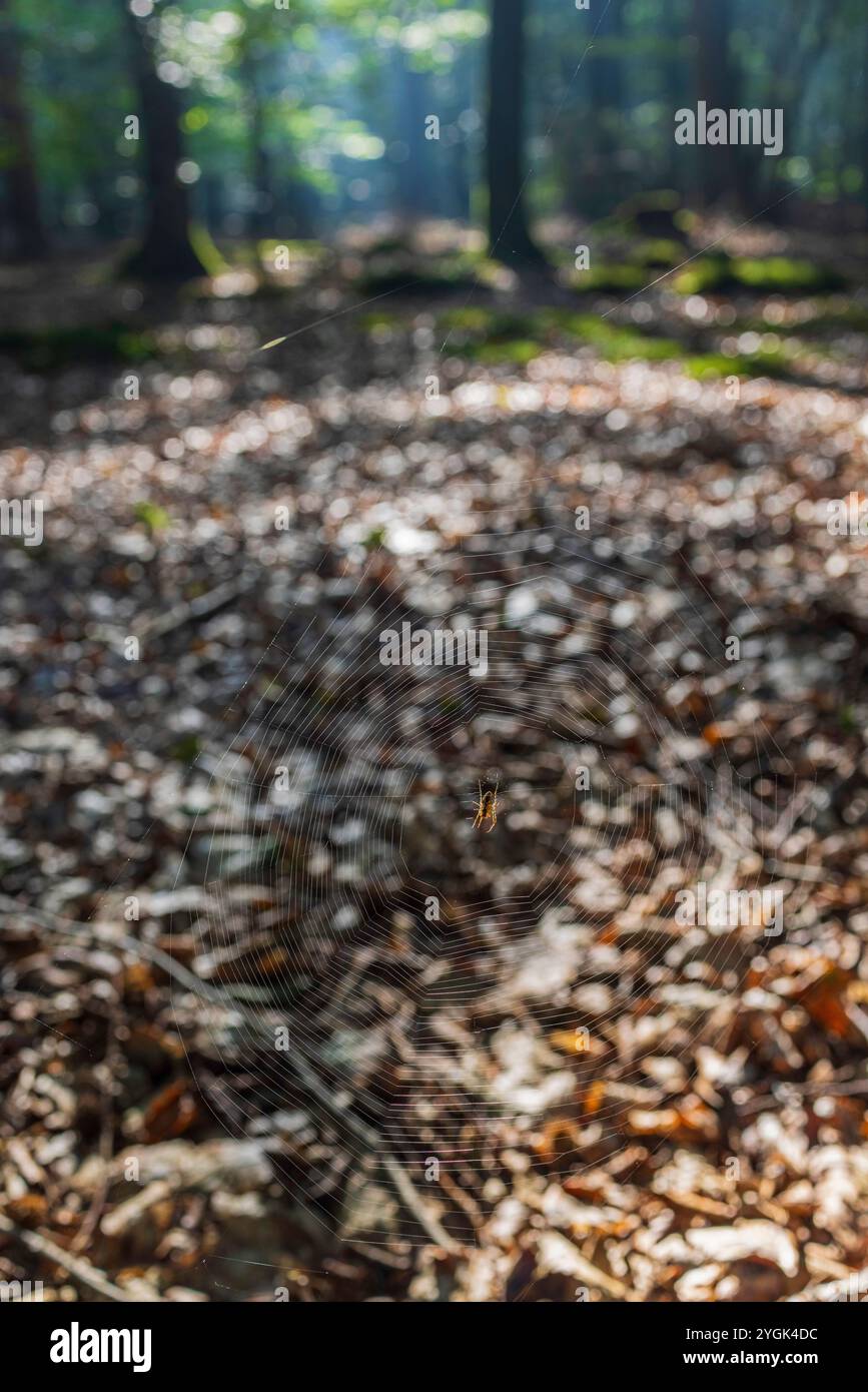 Blur abstract blurred nature hi-res stock photography and images - Alamy