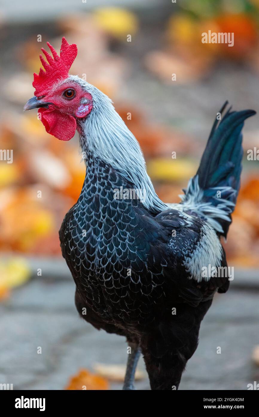 Modern Game (Gallus gallus f. domestica), cock, gamecock Stock Photo ...