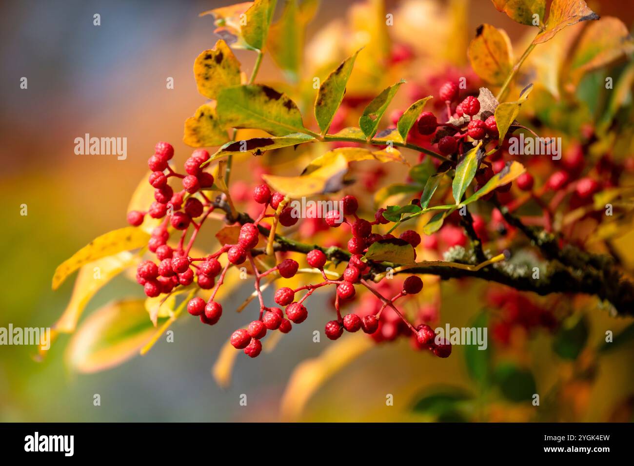 Fruits of the American prickly ash (Zanthoxylum americanum) common ...