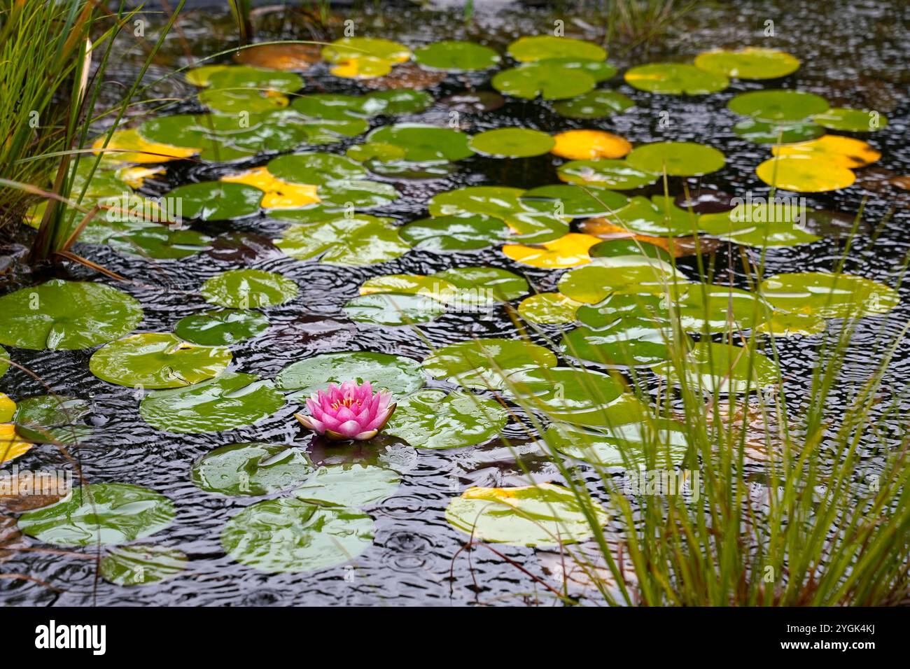 Rainy weather, rain, garden pond, water lily, raindrops Stock Photo - Alamy