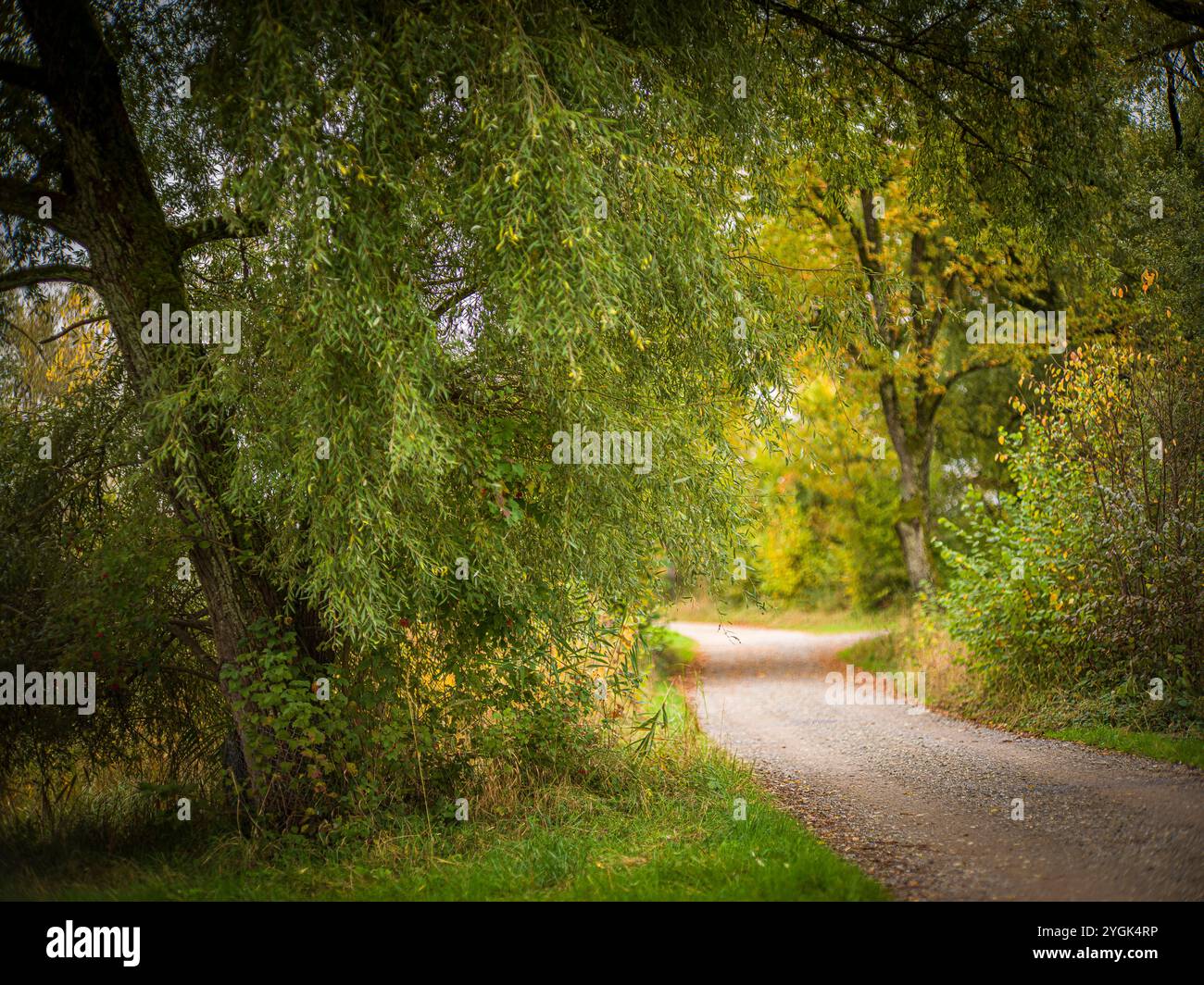 Old cutoff lakes of the glatt hi-res stock photography and images - Alamy