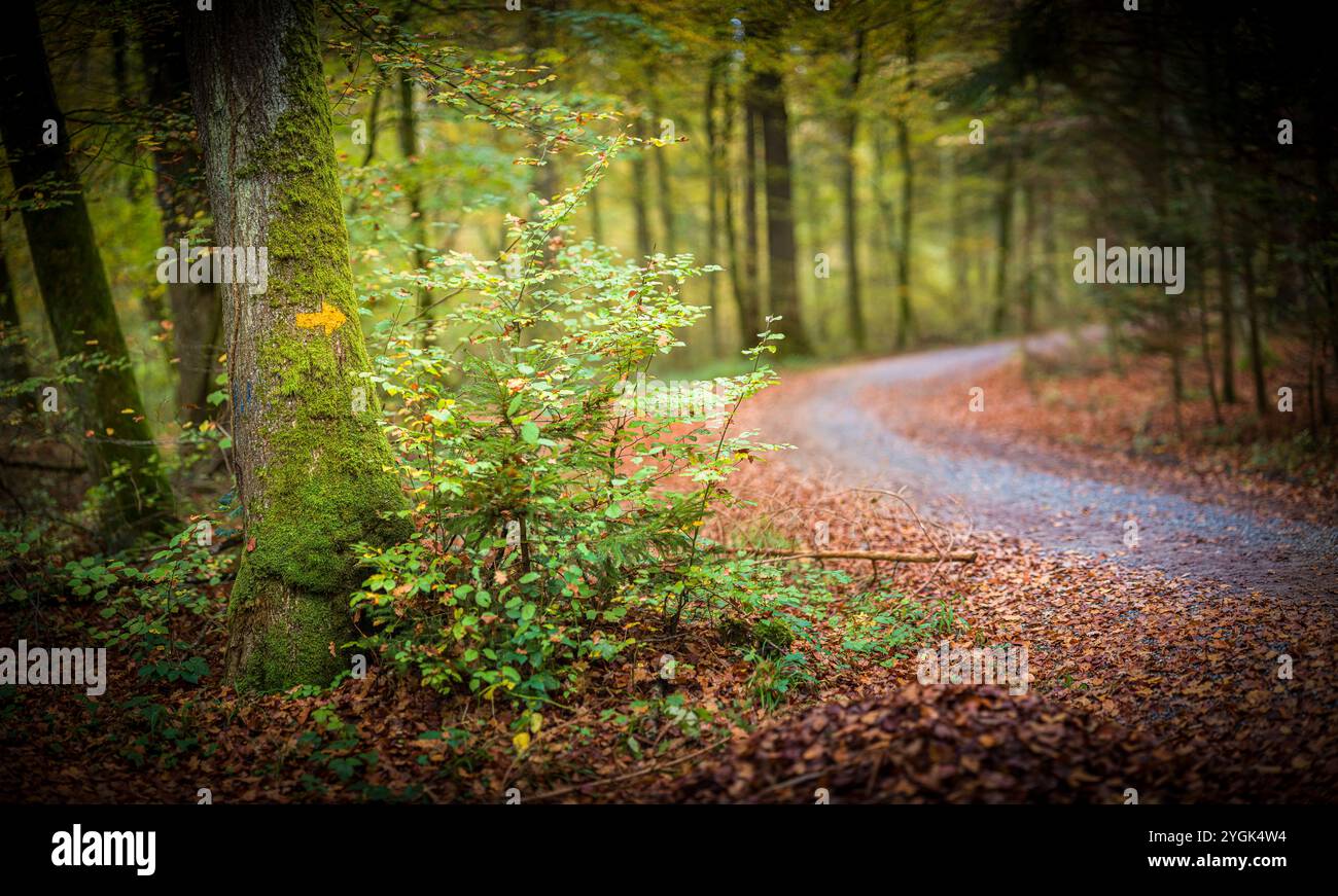 Autumn along the old courses of the Glatt, forest path Stock Photo - Alamy