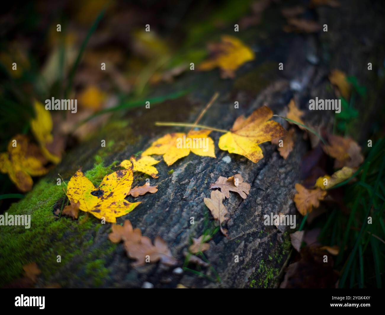 Old cutoff lakes of the glatt hi-res stock photography and images - Alamy