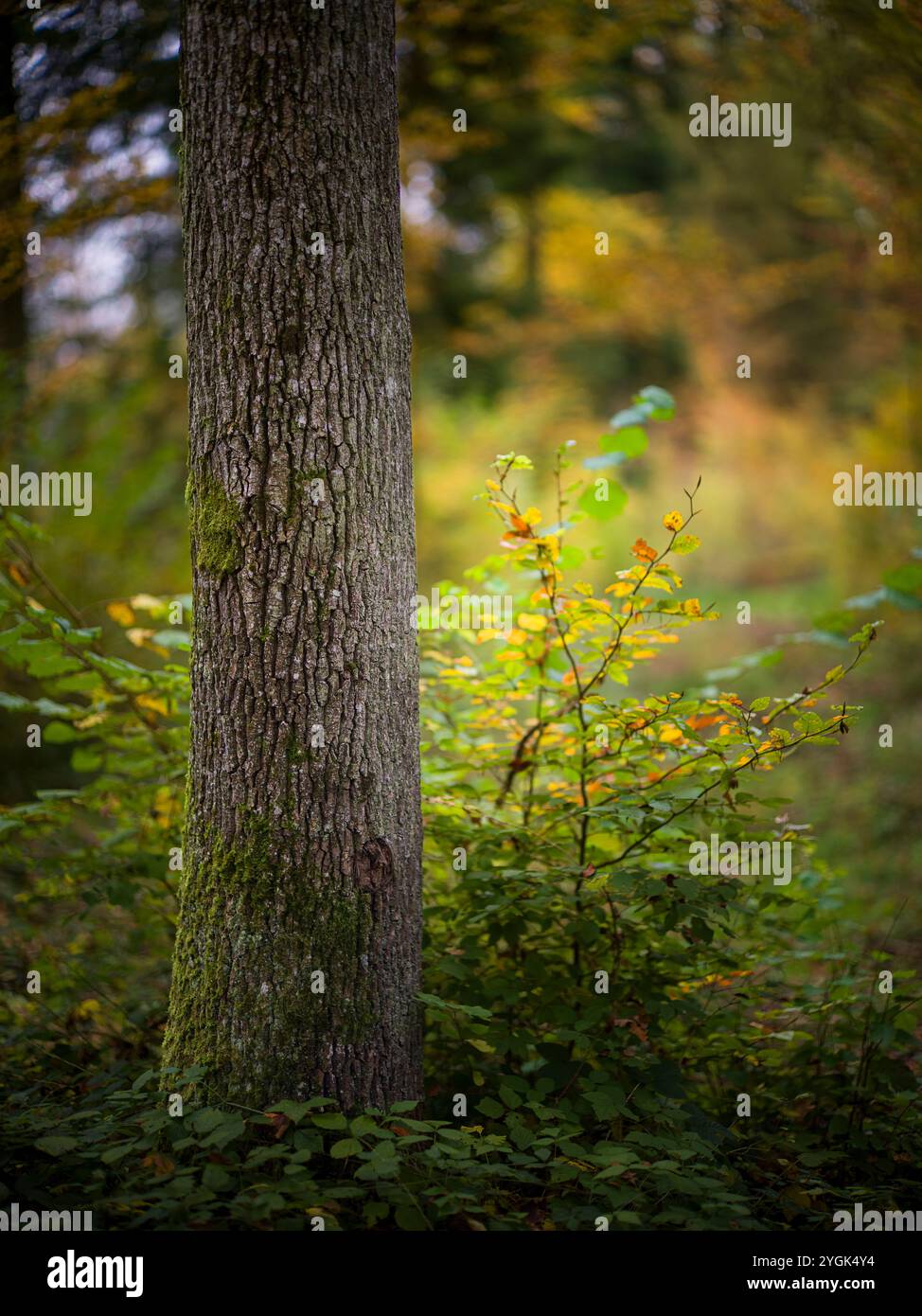 Old cutoff lakes of the glatt hi-res stock photography and images - Alamy