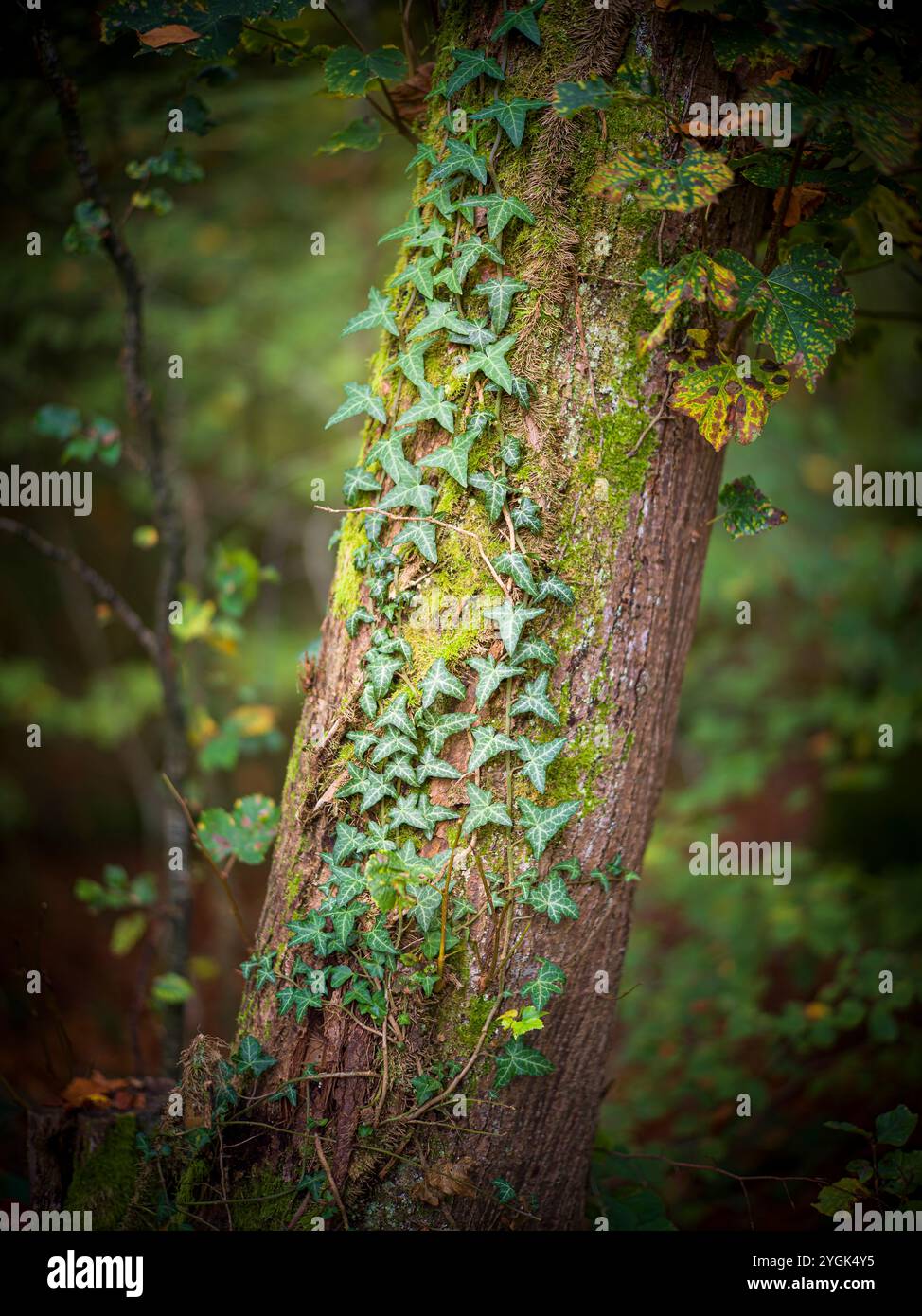Old cutoff lakes of the glatt hi-res stock photography and images - Alamy