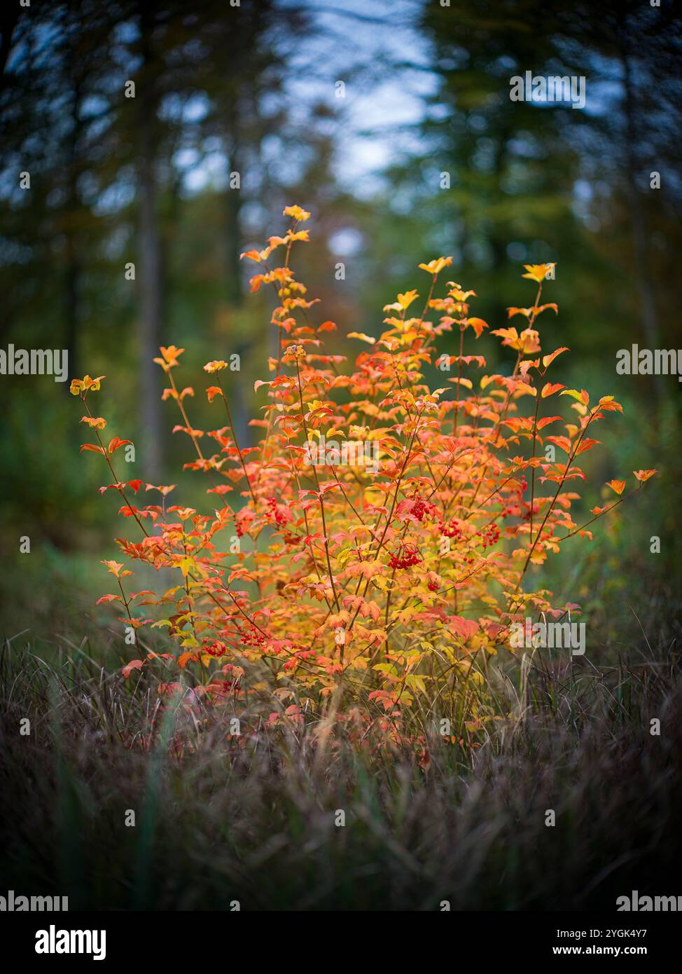 Old cutoff lakes of the glatt hi-res stock photography and images - Alamy