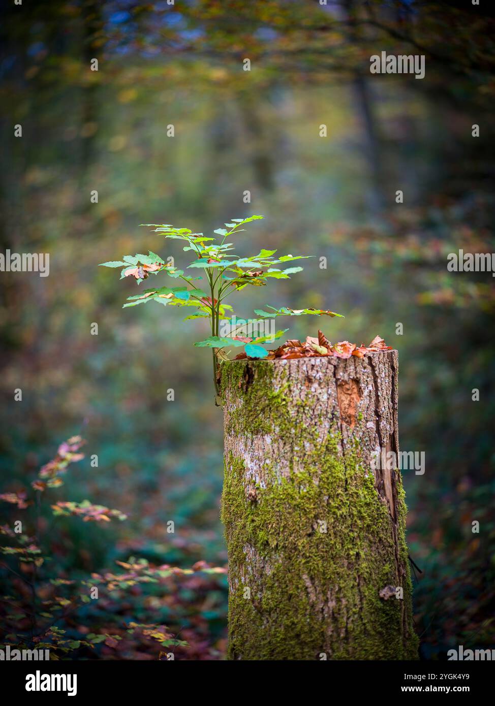 Old cutoff lakes of the glatt hi-res stock photography and images - Alamy