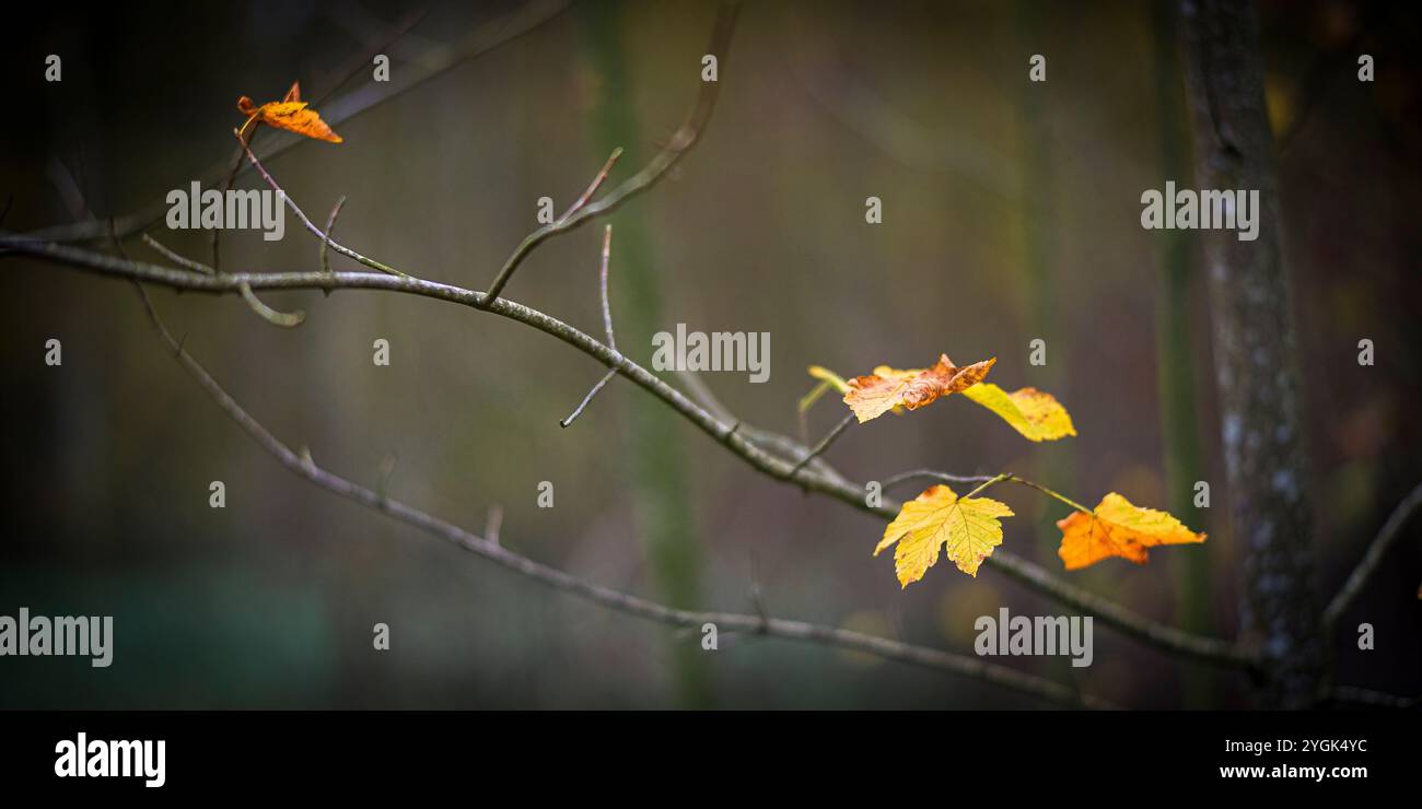 Old cutoff lakes of the glatt hi-res stock photography and images - Alamy