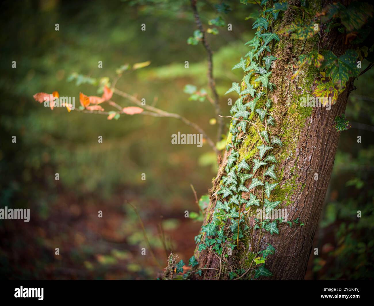 Old cutoff lakes of the glatt hi-res stock photography and images - Alamy