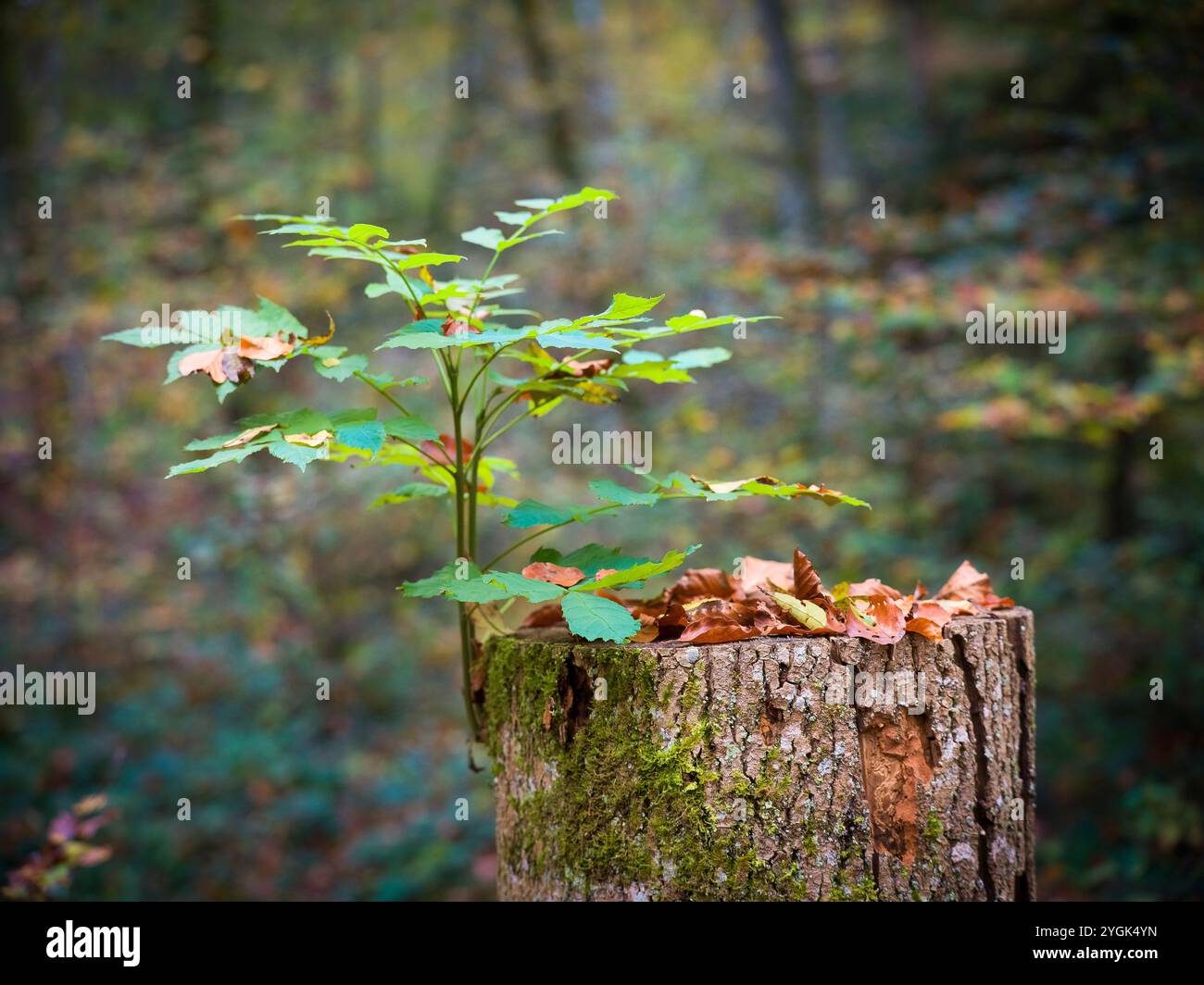 Old cutoff lakes of the glatt hi-res stock photography and images - Alamy