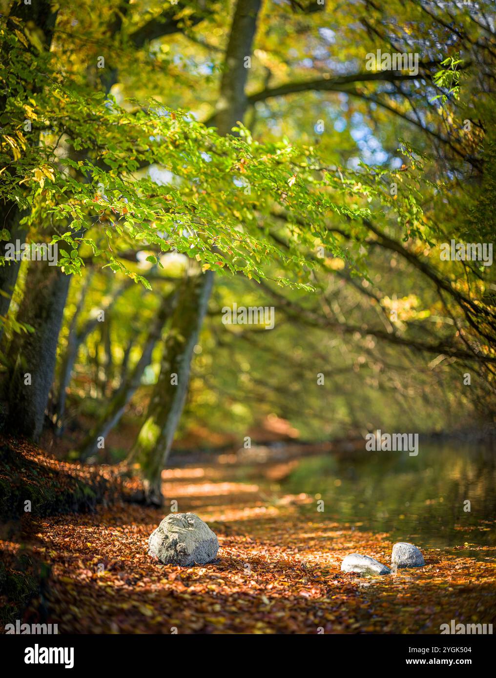 Autumn in the Katzensee nature reserve Stock Photo - Alamy