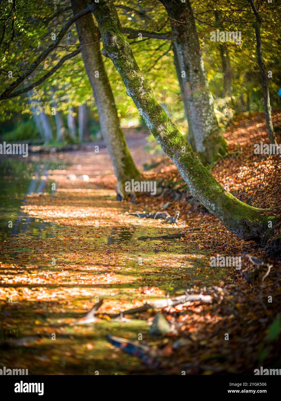 Katzensee hi-res stock photography and images - Alamy