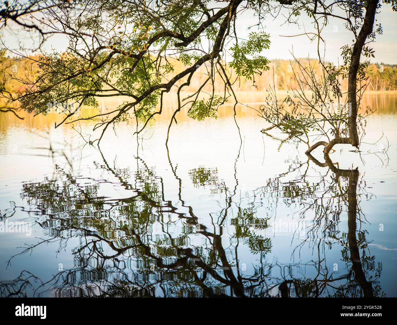 Autumn in the Katzensee nature reserve Stock Photo - Alamy