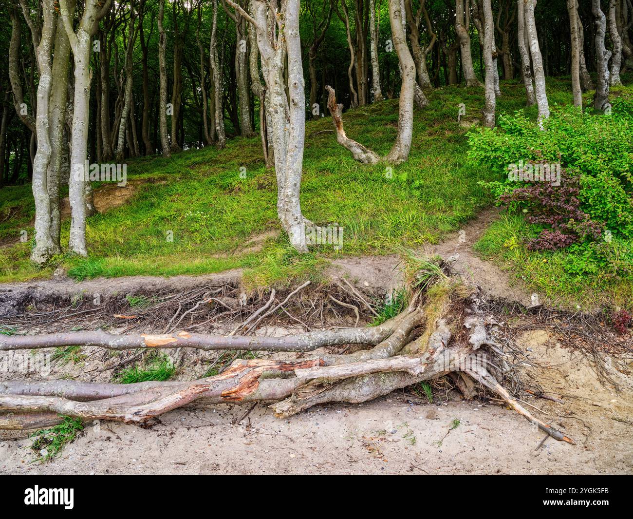 Spring valley on the Flensburg inner fjord Stock Photo - Alamy