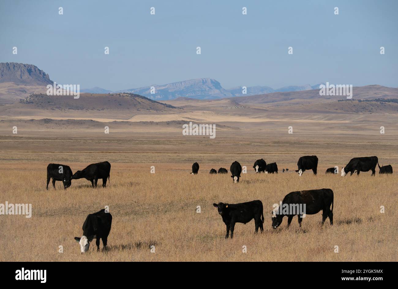 Small herd of Black Hereford or Black Baldy cows and calves grazing in ...