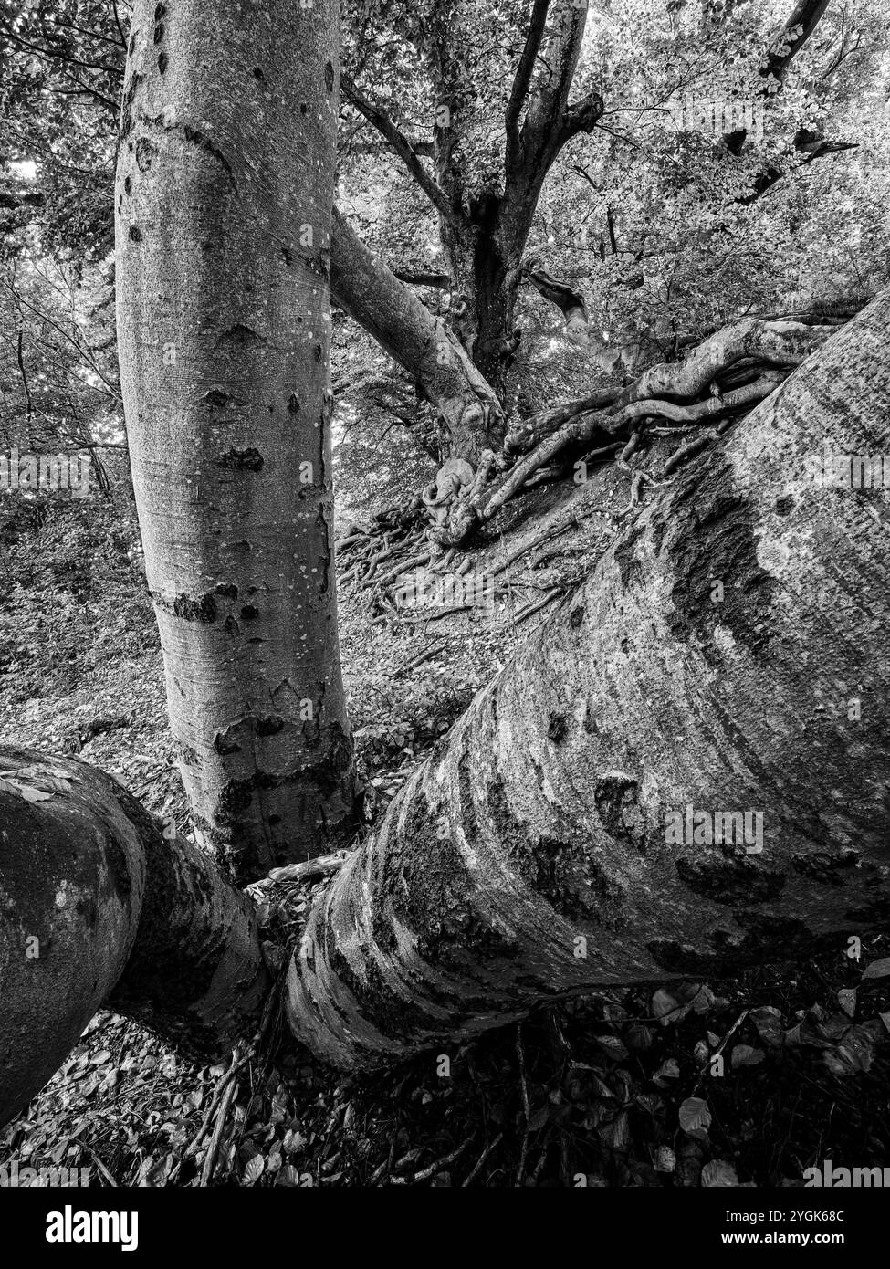 Old beech tree near Andechs Stock Photo - Alamy