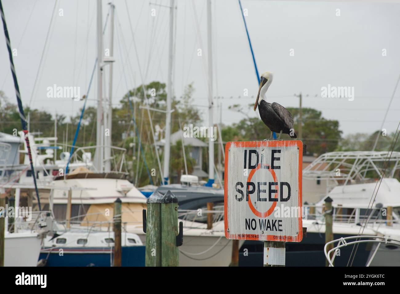 Pelican on boat dock post hi-res stock photography and images - Alamy