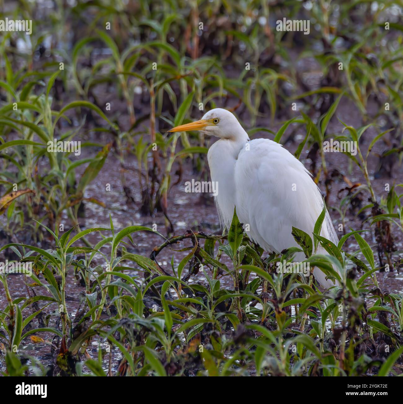 intermediate egret standing at the edge of a wetland at hasties swamp ...