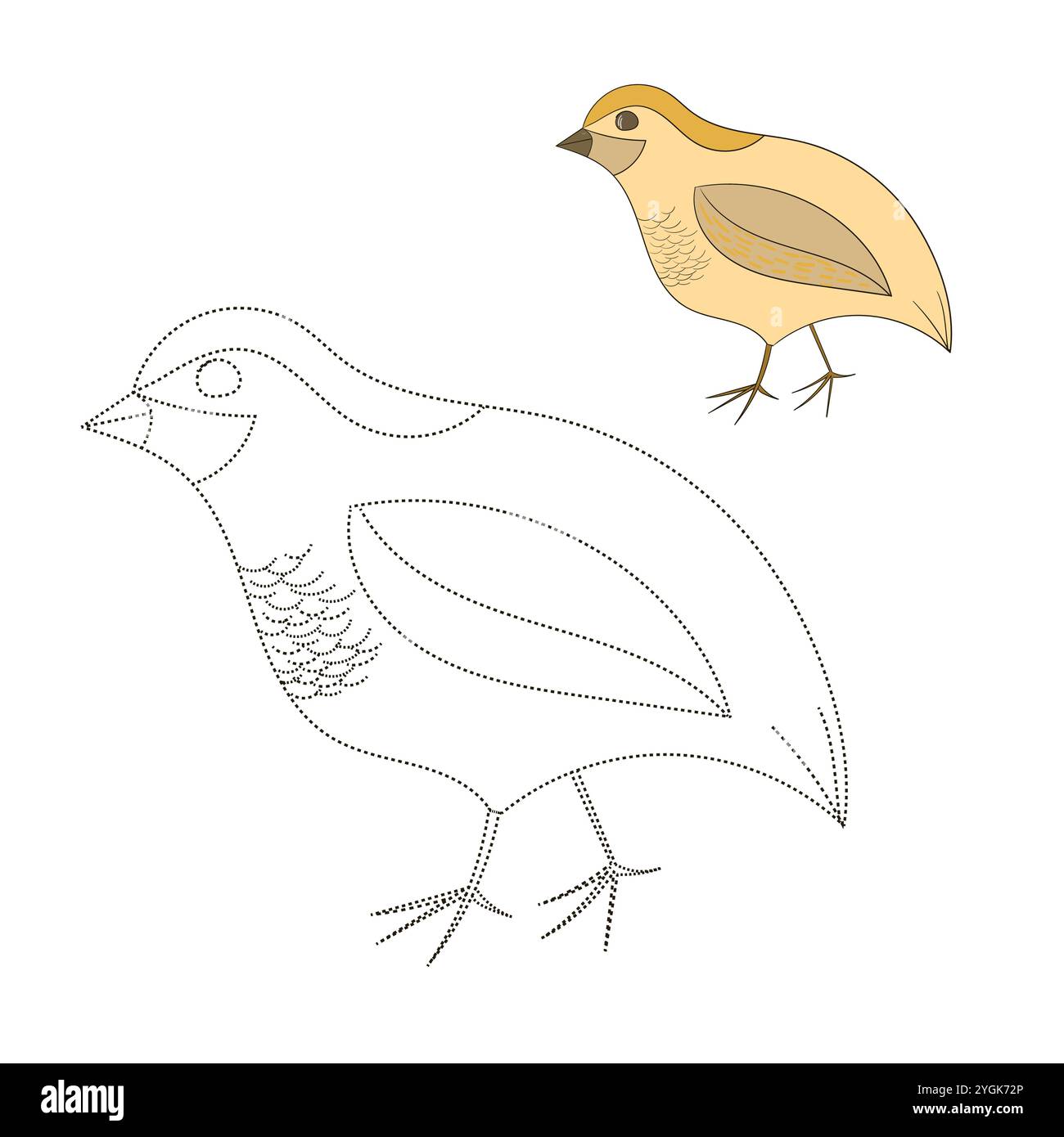 Quail coloring page hi-res stock photography and images - Alamy