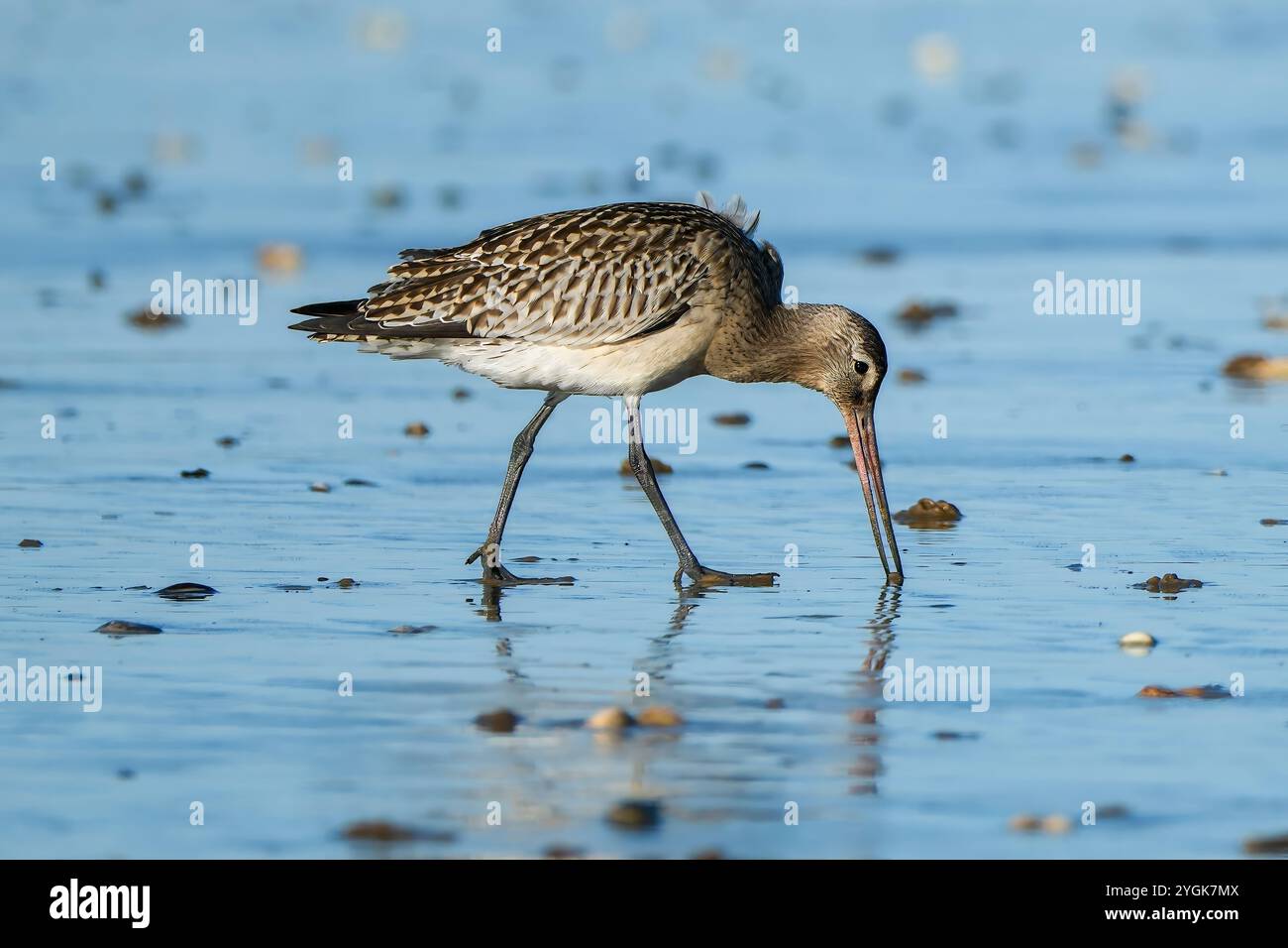 Black tailed godwit bird beautiful color detail in natural habitat ...