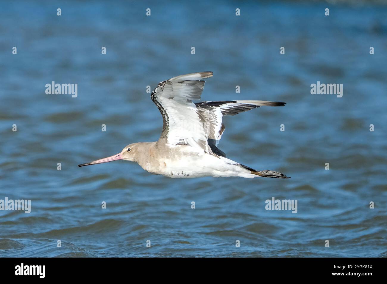 Black tailed godwit bird beautiful color detail in natural habitat ...