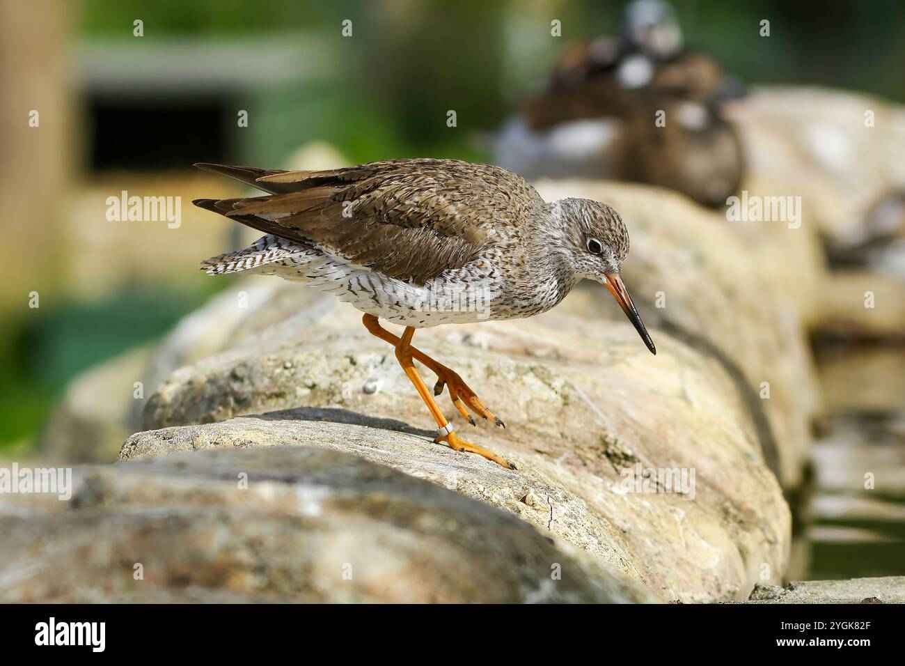 Common redshank bird beautiful color detail in natural habitat Stock ...