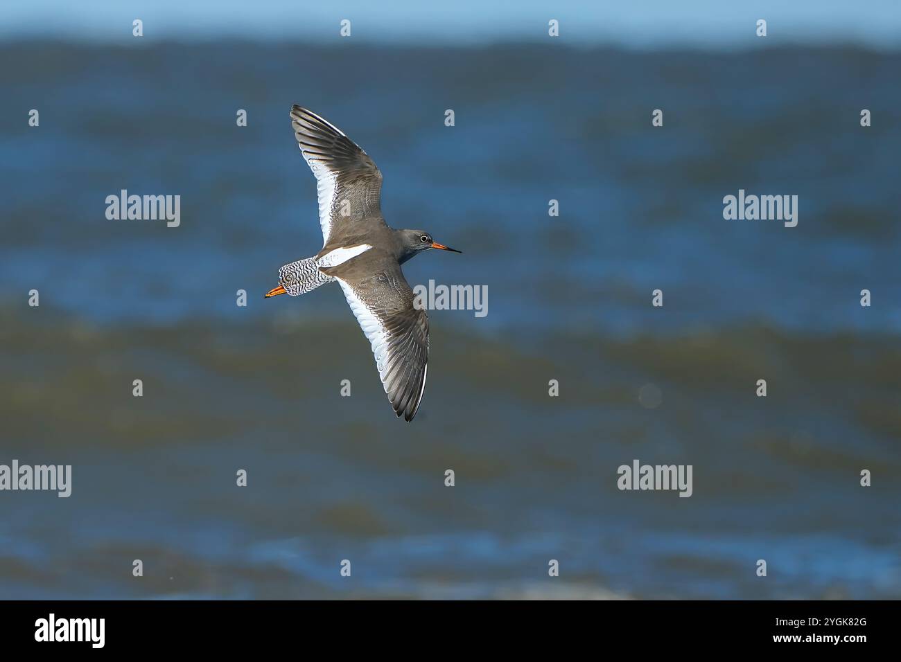 Common redshank bird beautiful color detail in natural habitat Stock ...