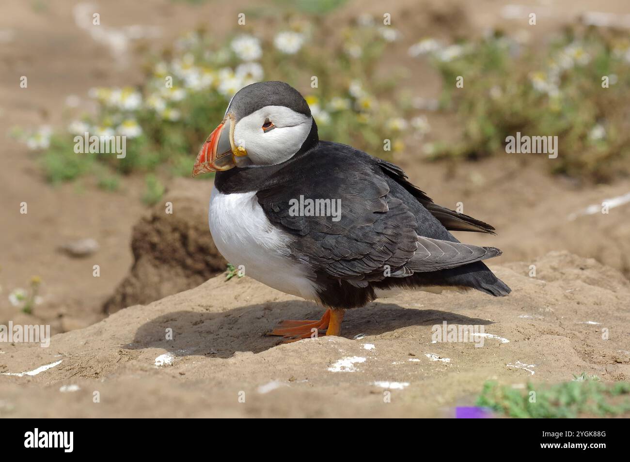 Puffin close up in its natural environment hi-res stock photography and ...