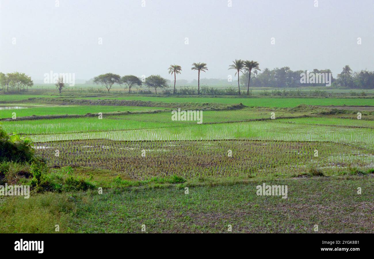 A typical agricultural landscape of rural Bangladesh with rice fields ...