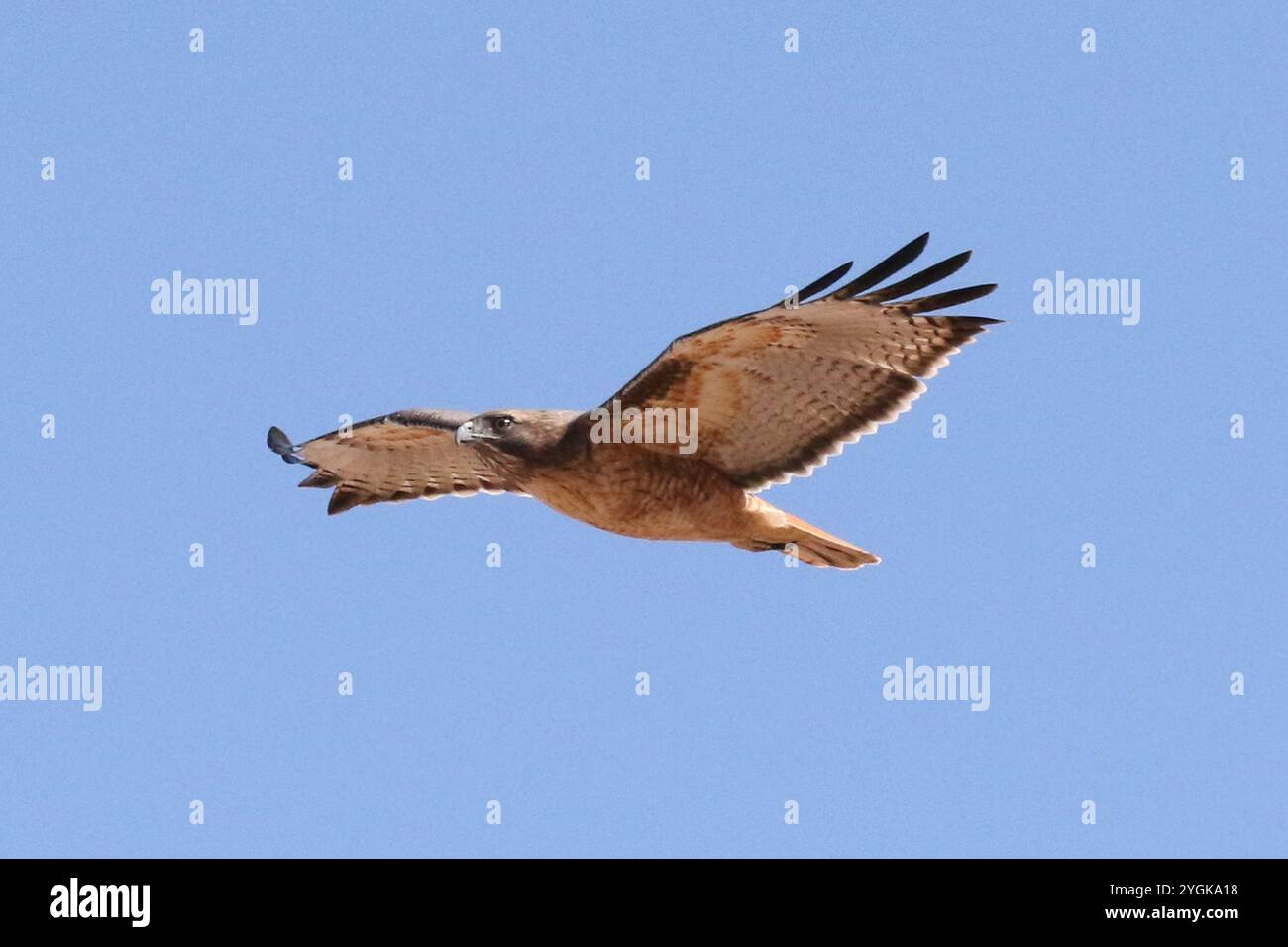 Red-tailed Hawk at Haws Crossings in flight, Mesa, Arizona Stock Photo ...