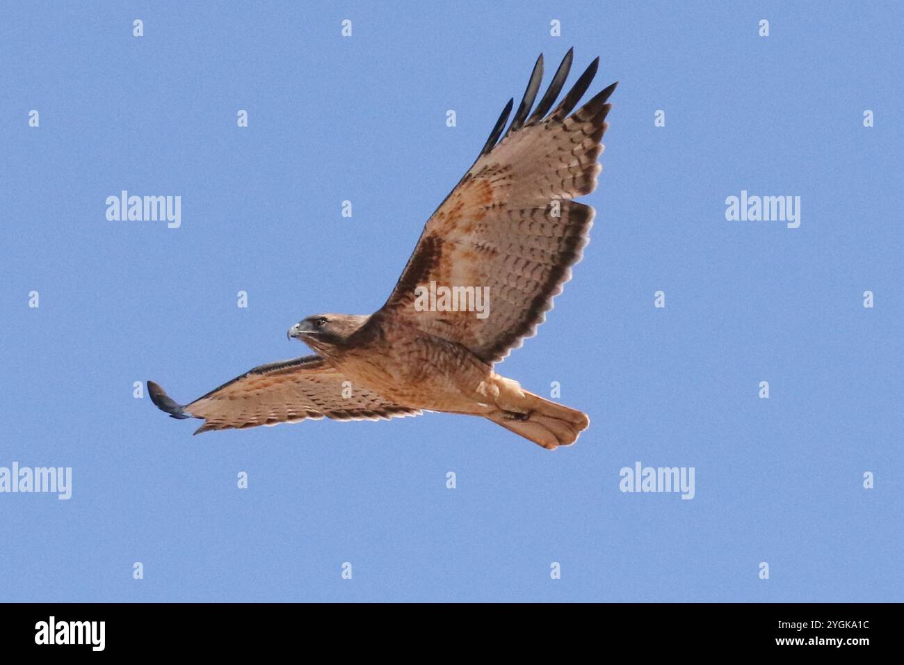 Red-tailed Hawk at Haws Crossings in flight, Mesa, Arizona Stock Photo ...