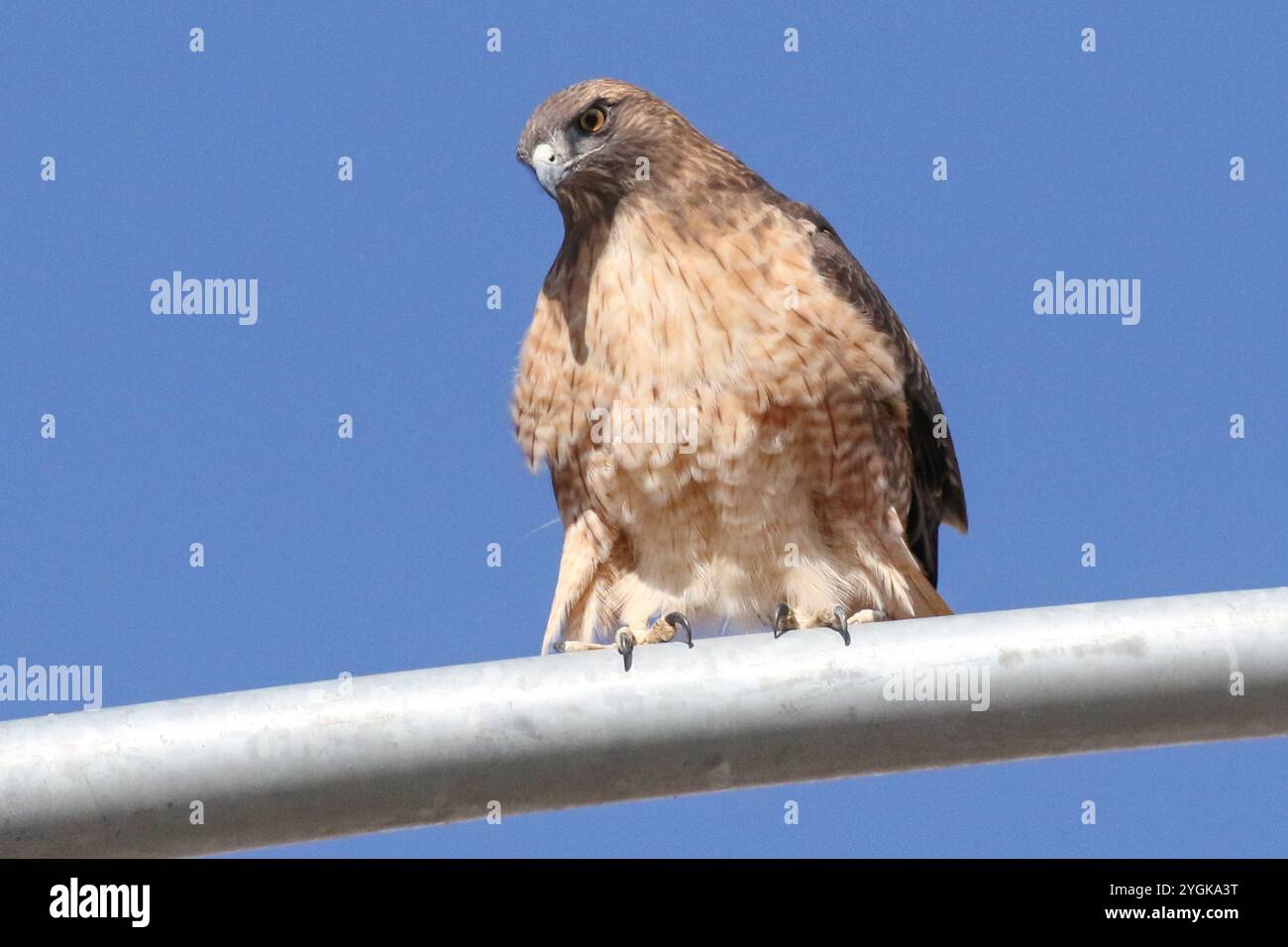 Red-tailed Hawk at Haws Crossings, Mesa, Arizona Stock Photo - Alamy