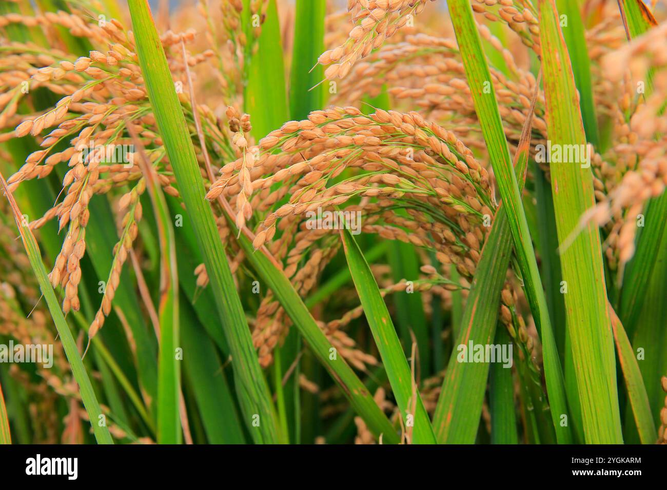 Mature rice fields in autumn, the scene of a bountiful harvest Stock ...