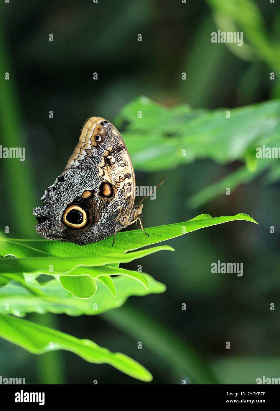 Niagara, Canada. 6th Nov, 2024. A Blue Morpho butterfly is pictured at ...