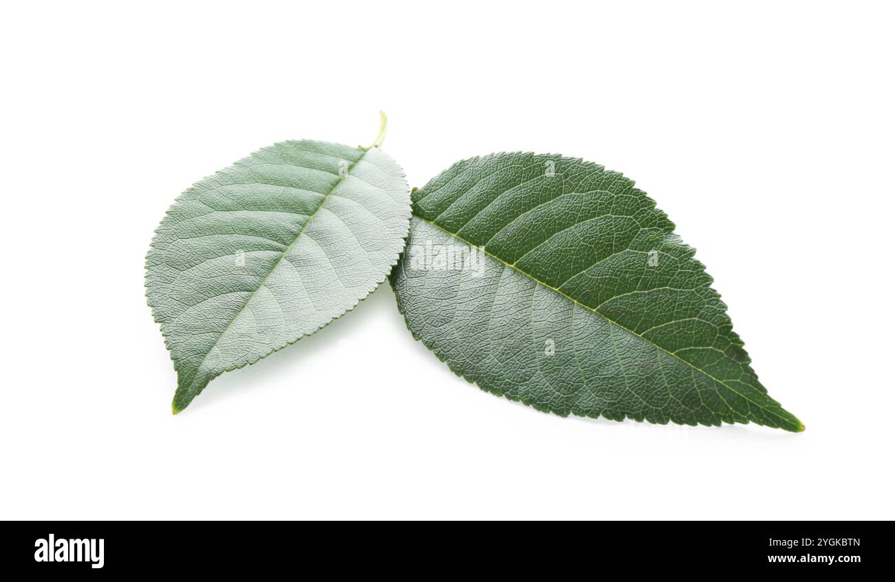 Fresh apple tree leaves isolated on white Stock Photo - Alamy