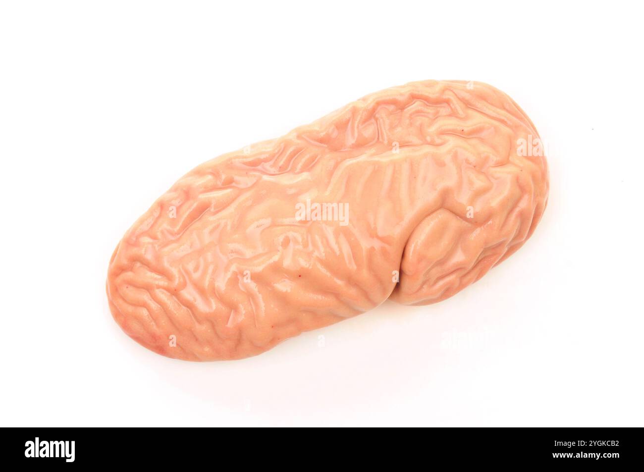 Pig kidney on a white background Stock Photo - Alamy