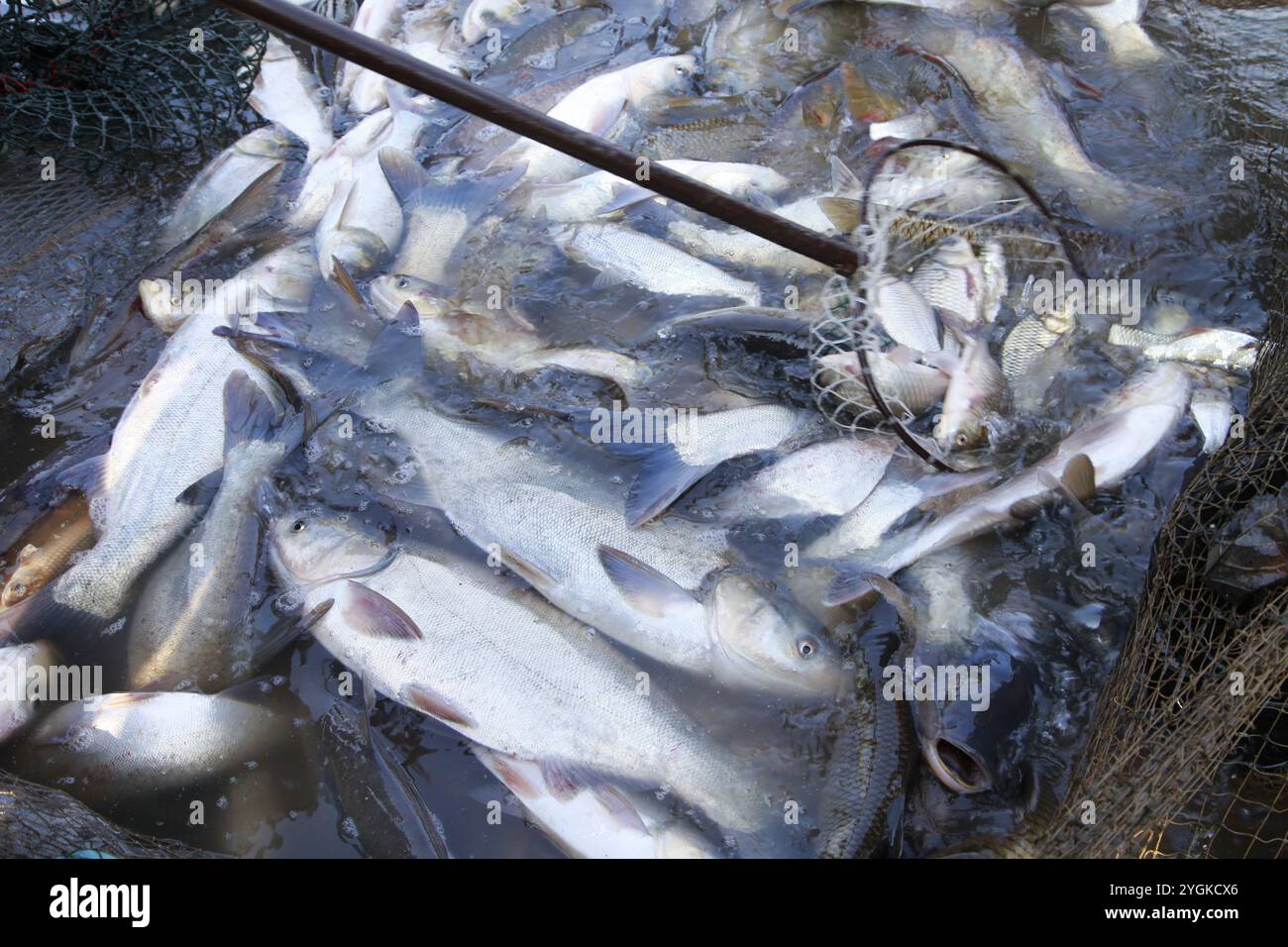 The fish in the water fishing nets Stock Photo - Alamy
