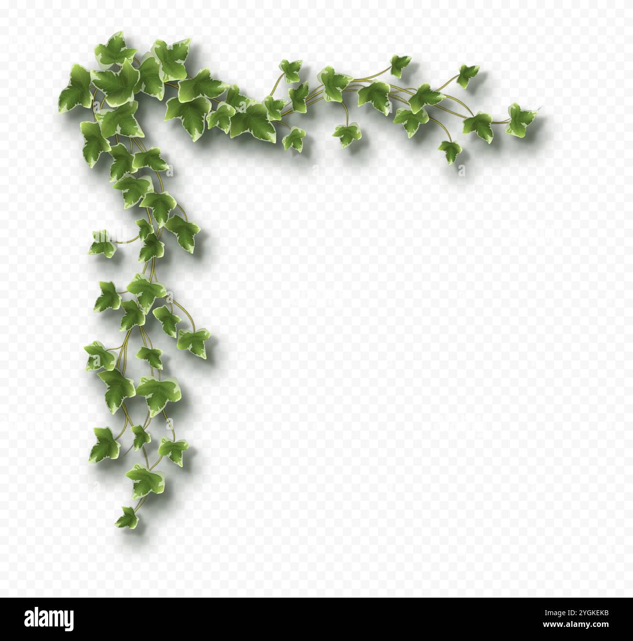 Ivy vine corner with lush green leaves. Hedera trailing branch isolated ...