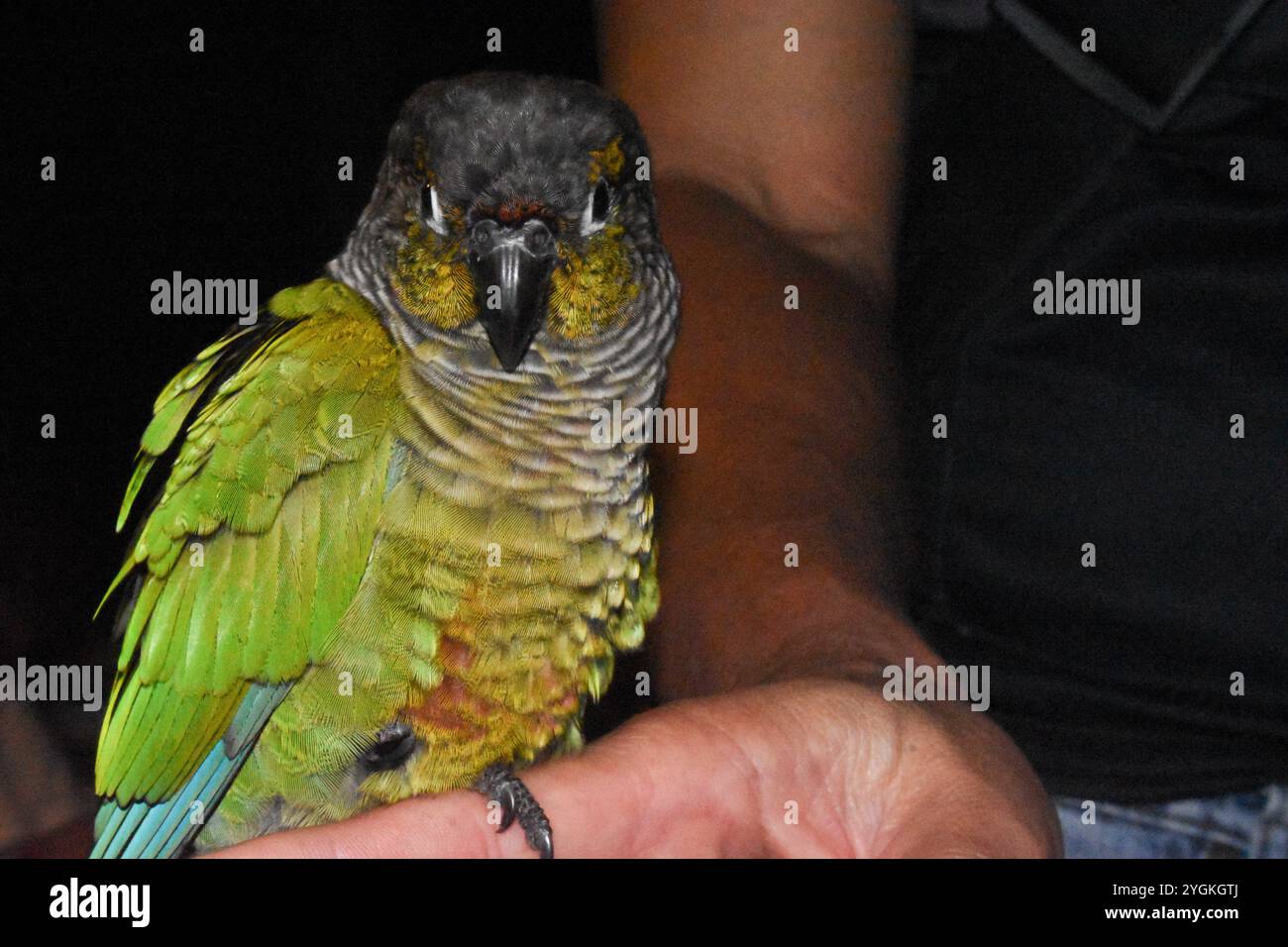 Affectionate parrot hi-res stock photography and images - Alamy