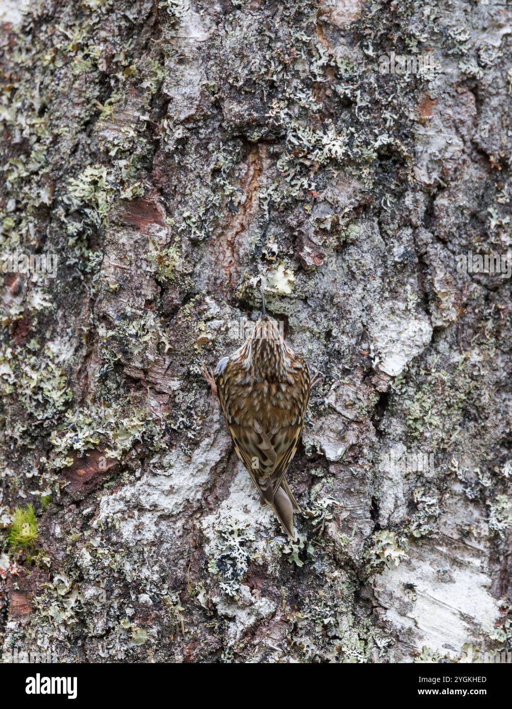 Tree creeper [ Certhia Familiaris ] on pine tree showing how well it is ...