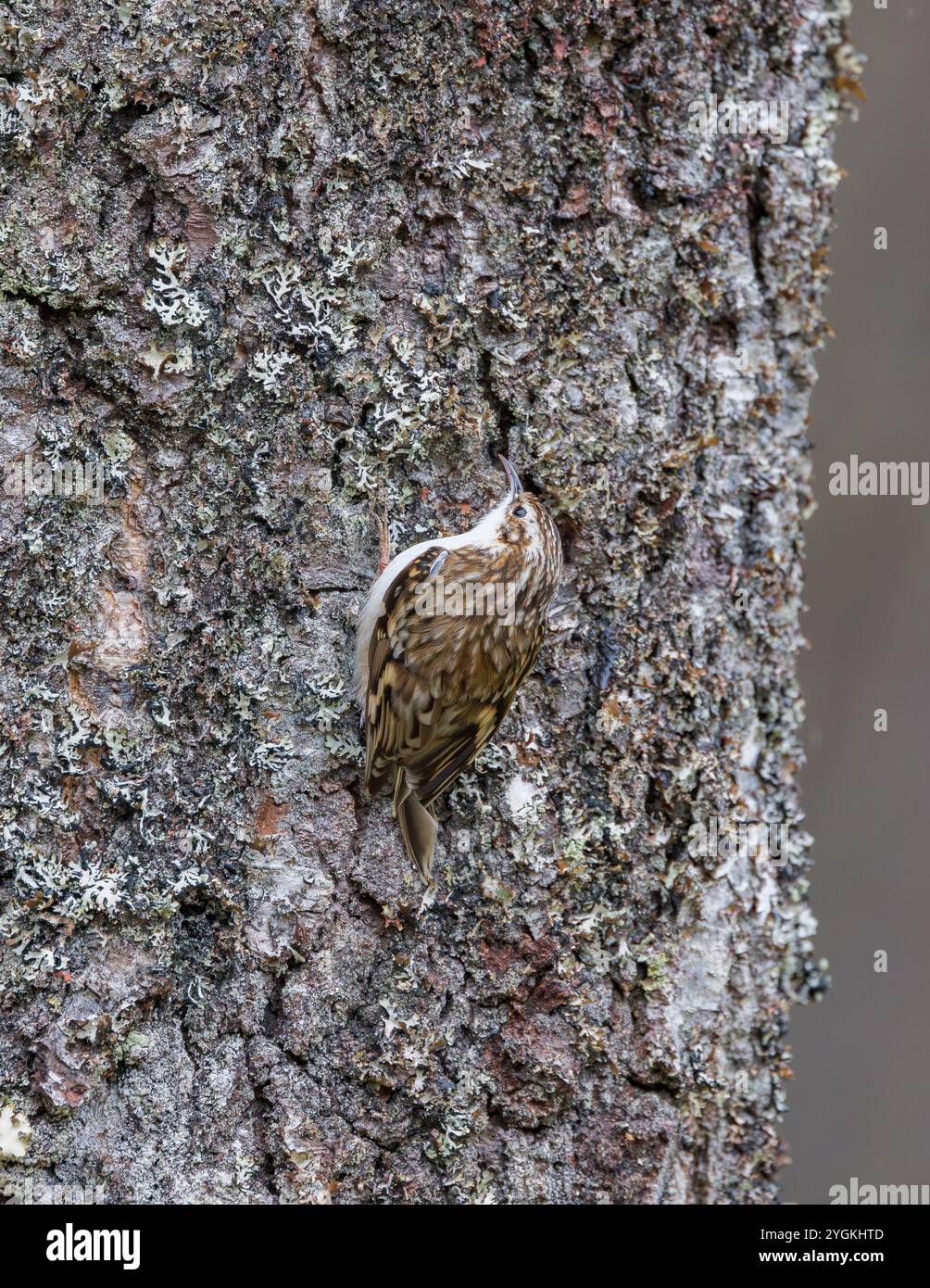 Tree creeper [ Certhia Familiaris ] on pine tree Stock Photo - Alamy