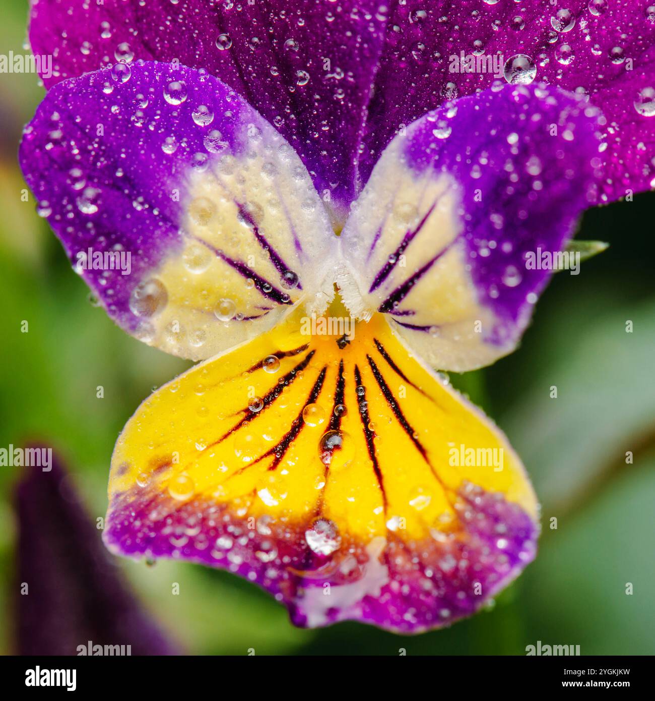 Johnny jump ups, also known as heartsease, wild pansy or Viola tricolor ...