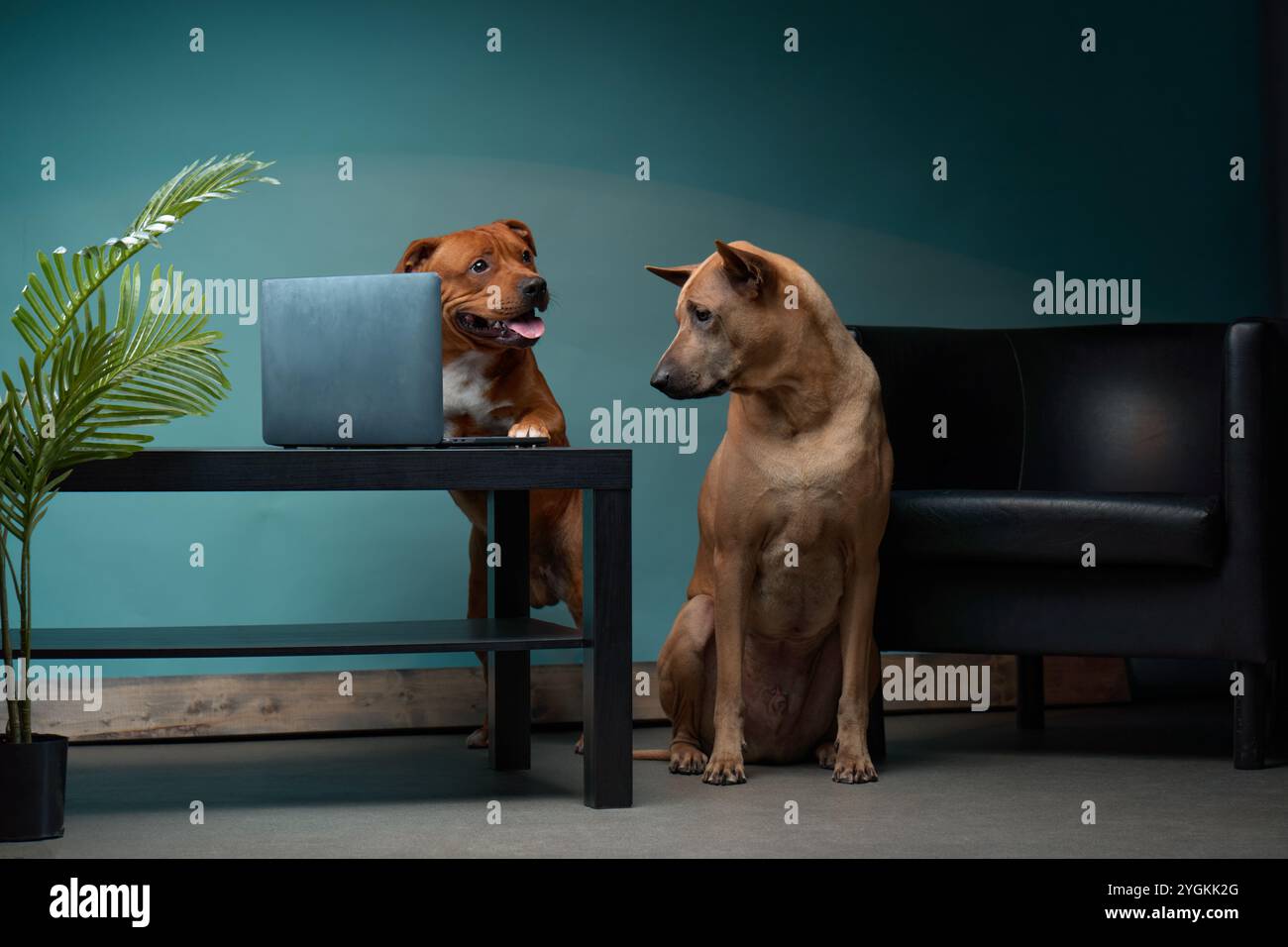 A Staffordshire Bull Terrier and a Thai Ridgeback are pictured in an ...
