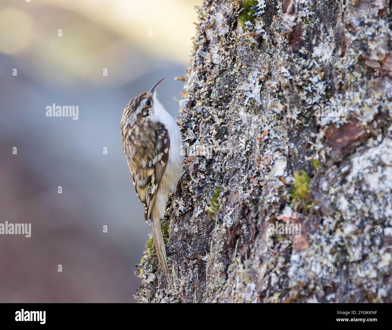 Tree creeper [ Certhia Familiaris ] on pine tree Stock Photo - Alamy