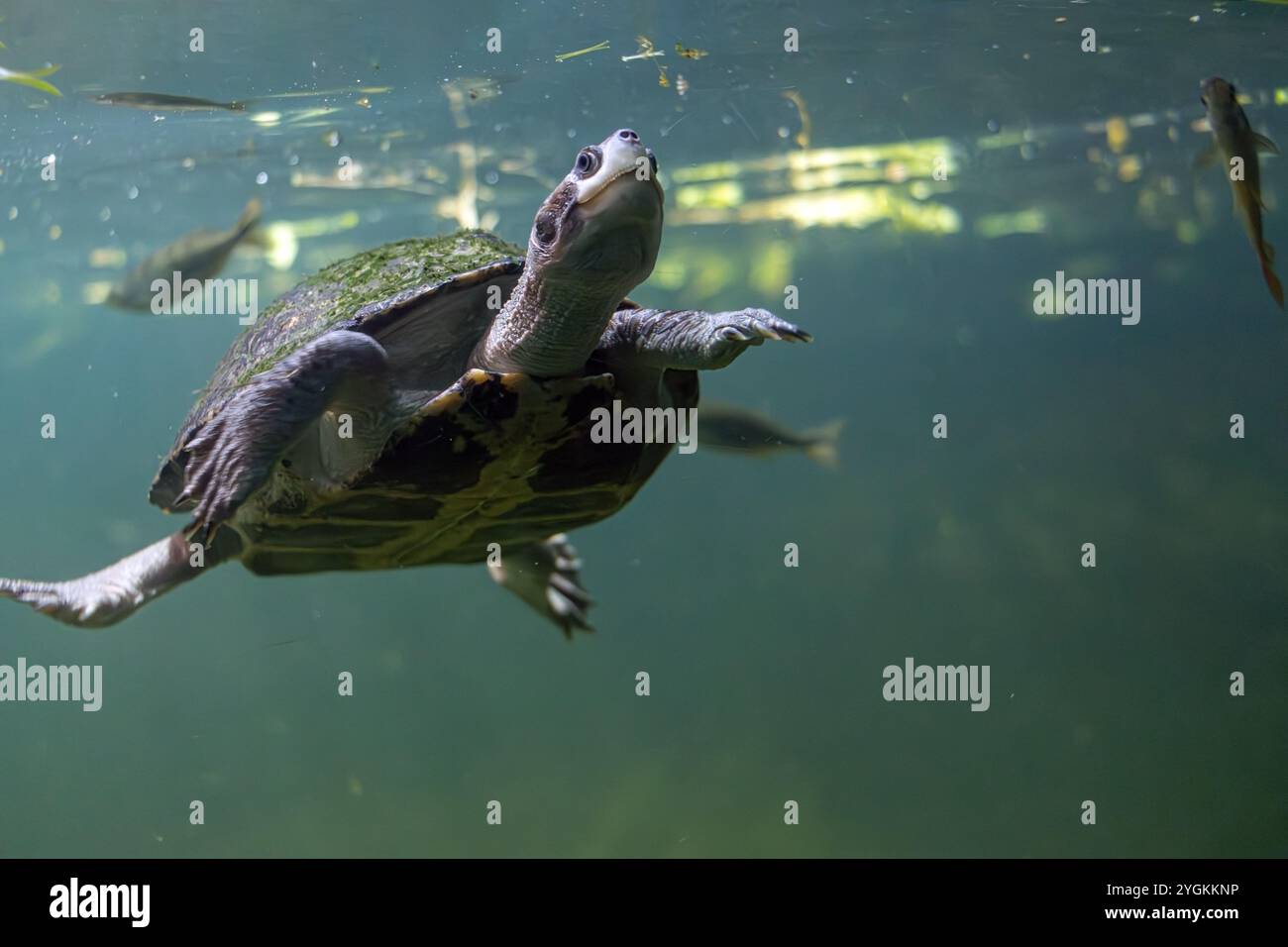 The brown roofed turtles (Pangshura smithii) swim underwater Stock ...