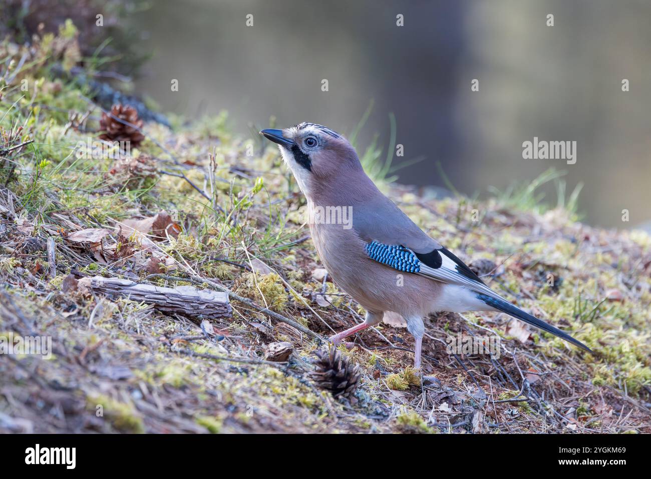 Eurasian Jay [ Garrulus glandarius ] on woodland floor Stock Photo - Alamy