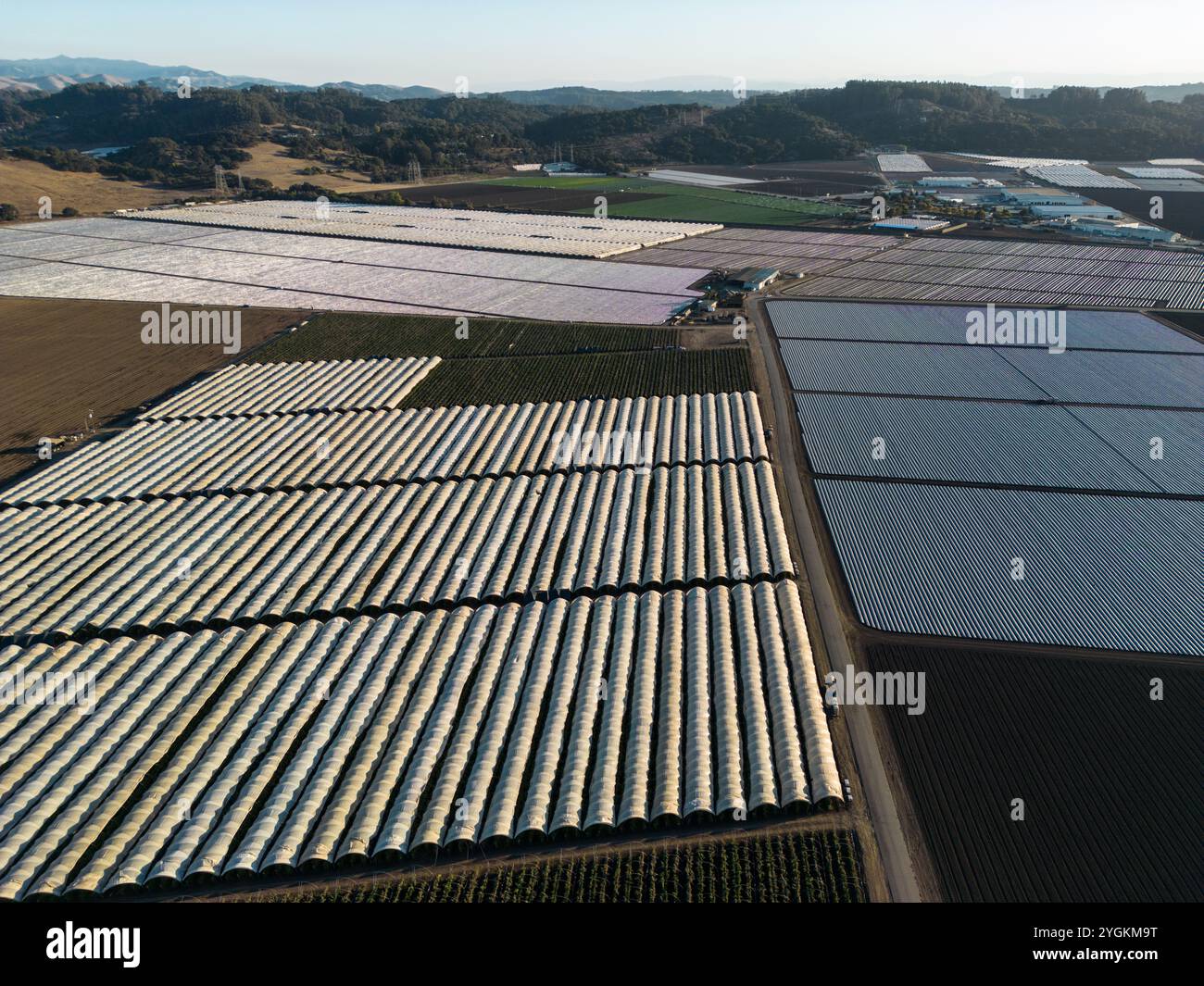 Agriculture strawberry fields watsonville california hi-res stock ...