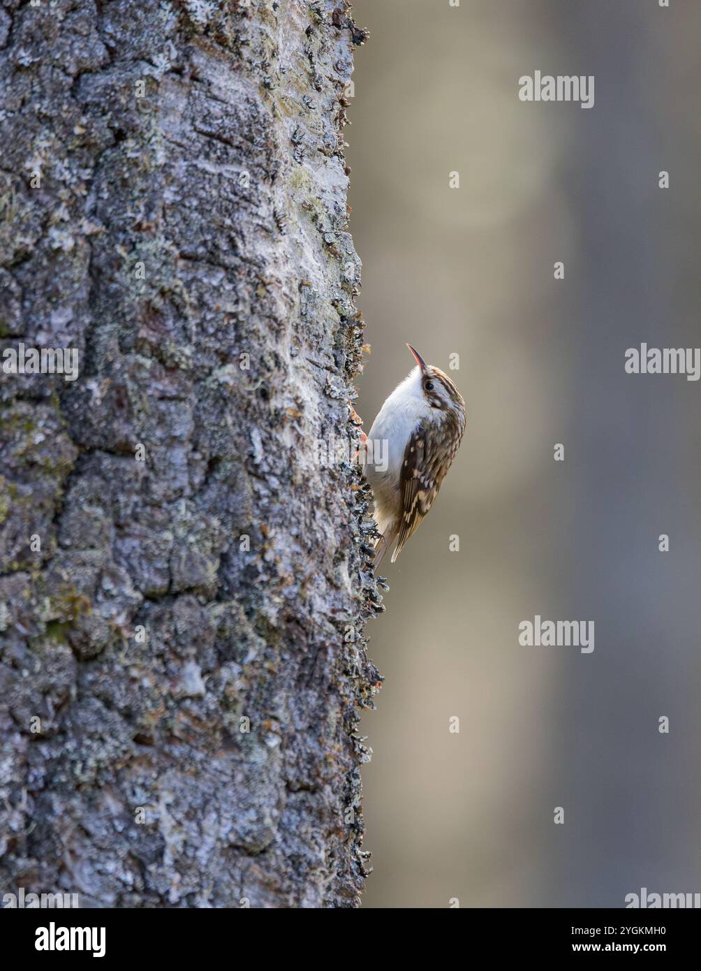 Tree creeper [ Certhia Familiaris ] on pine tree Stock Photo - Alamy